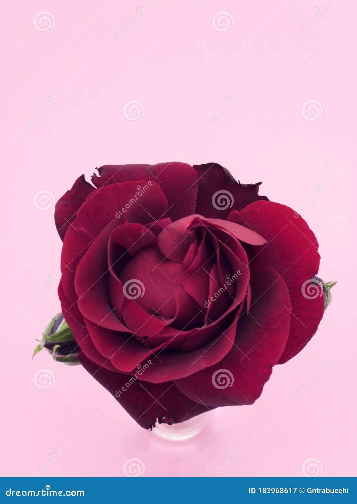 Purple rose inflorescence stock image. Image of still - 183968617