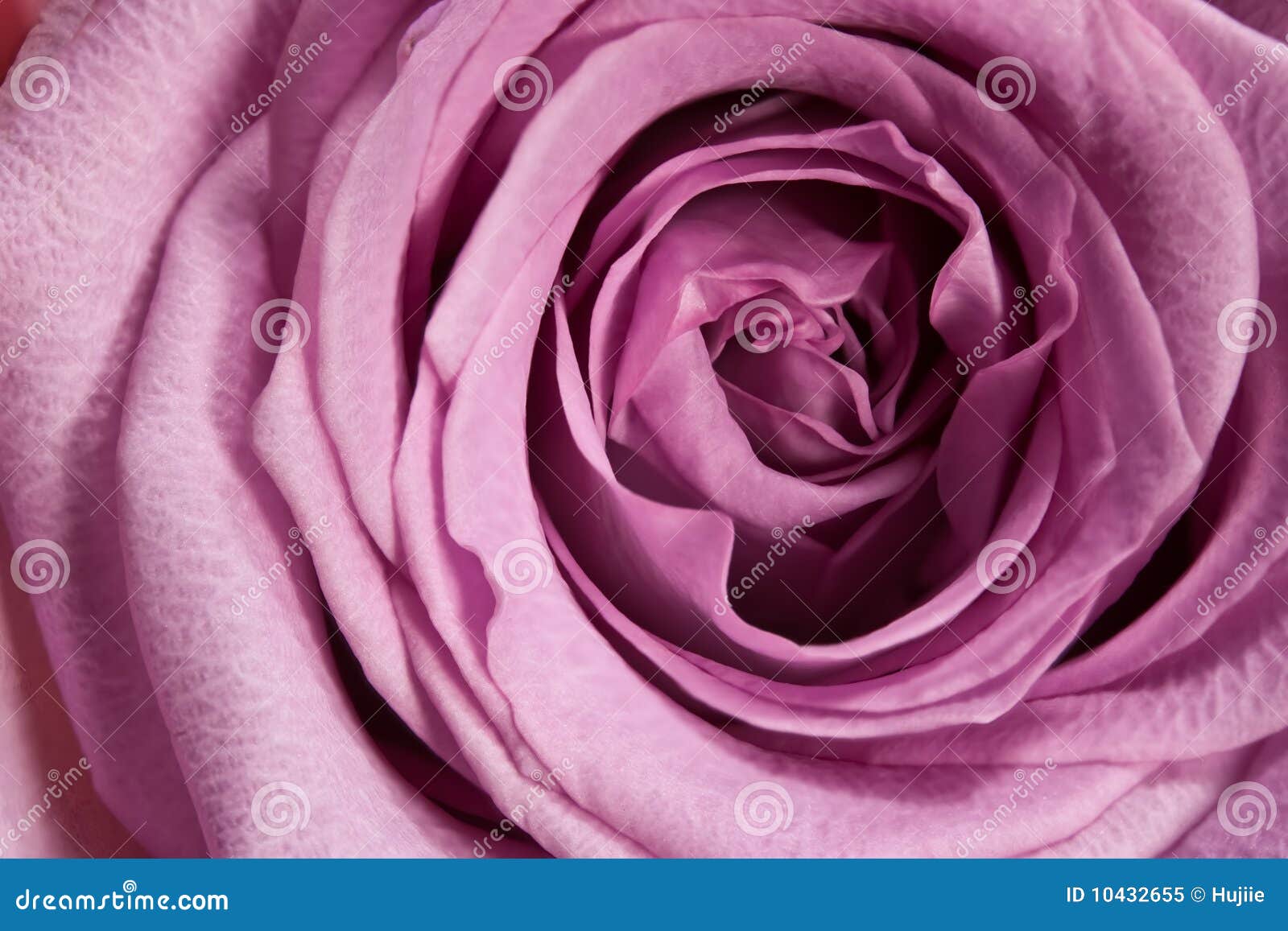 Purple rose macro stock image. Image of soft, love, petal - 10432655