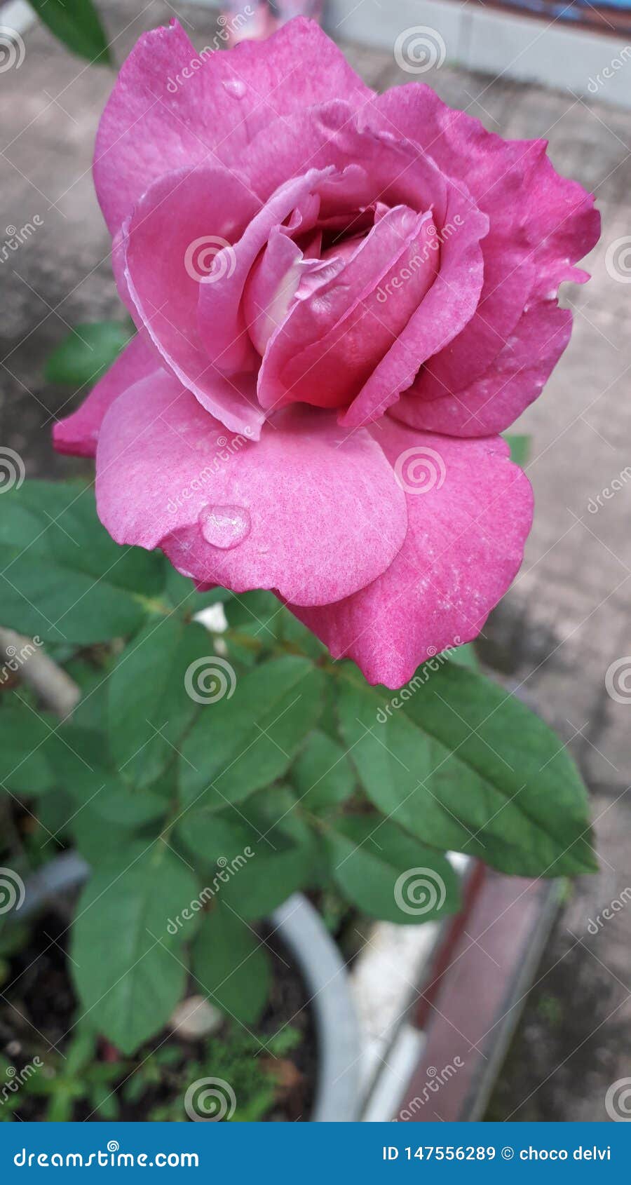 Purple rose stock image. Image of white, rose, purple - 147556289