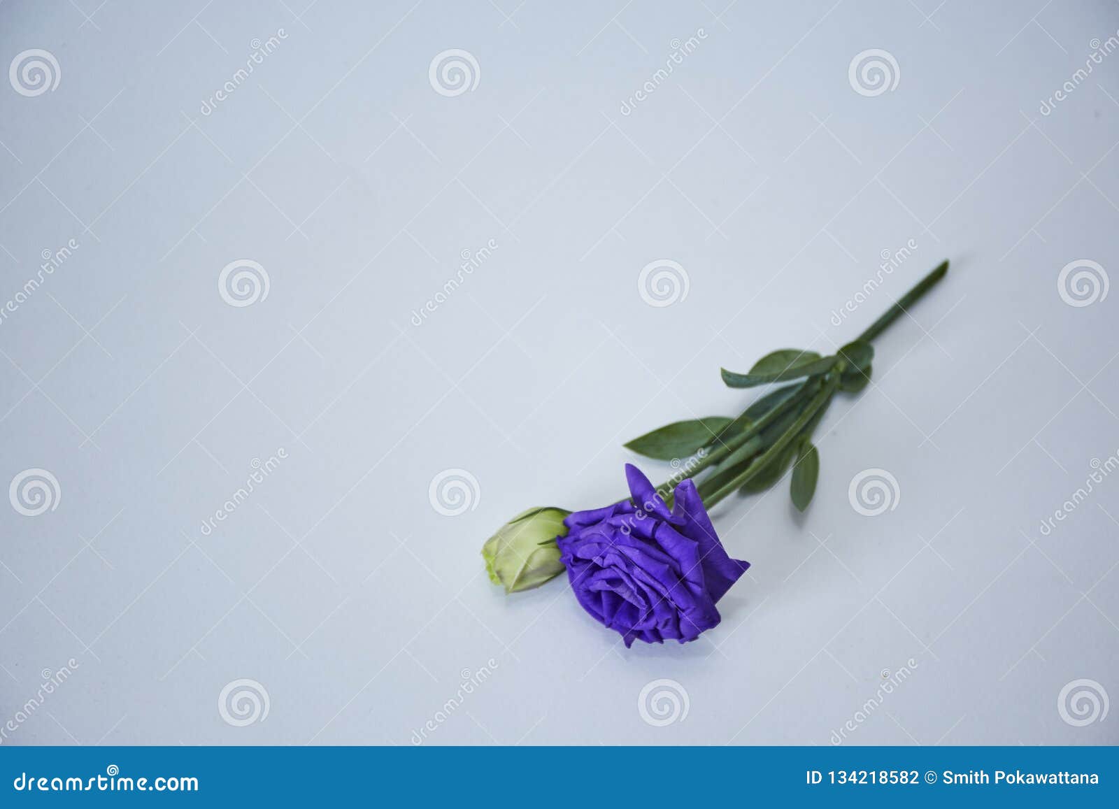 Purple Rose on White Background Stock Photo - Image of garden, green ...