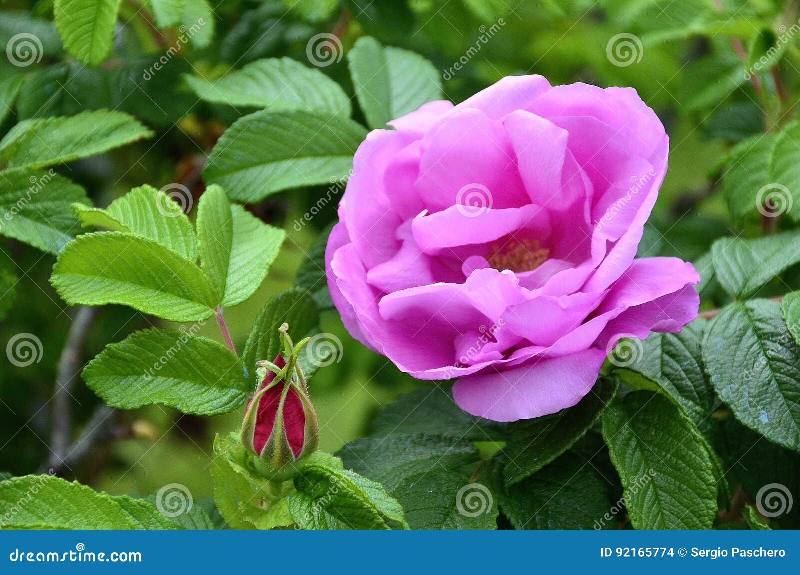 Purple rose in the spring stock photo. Image of chrysanthemum - 92165774