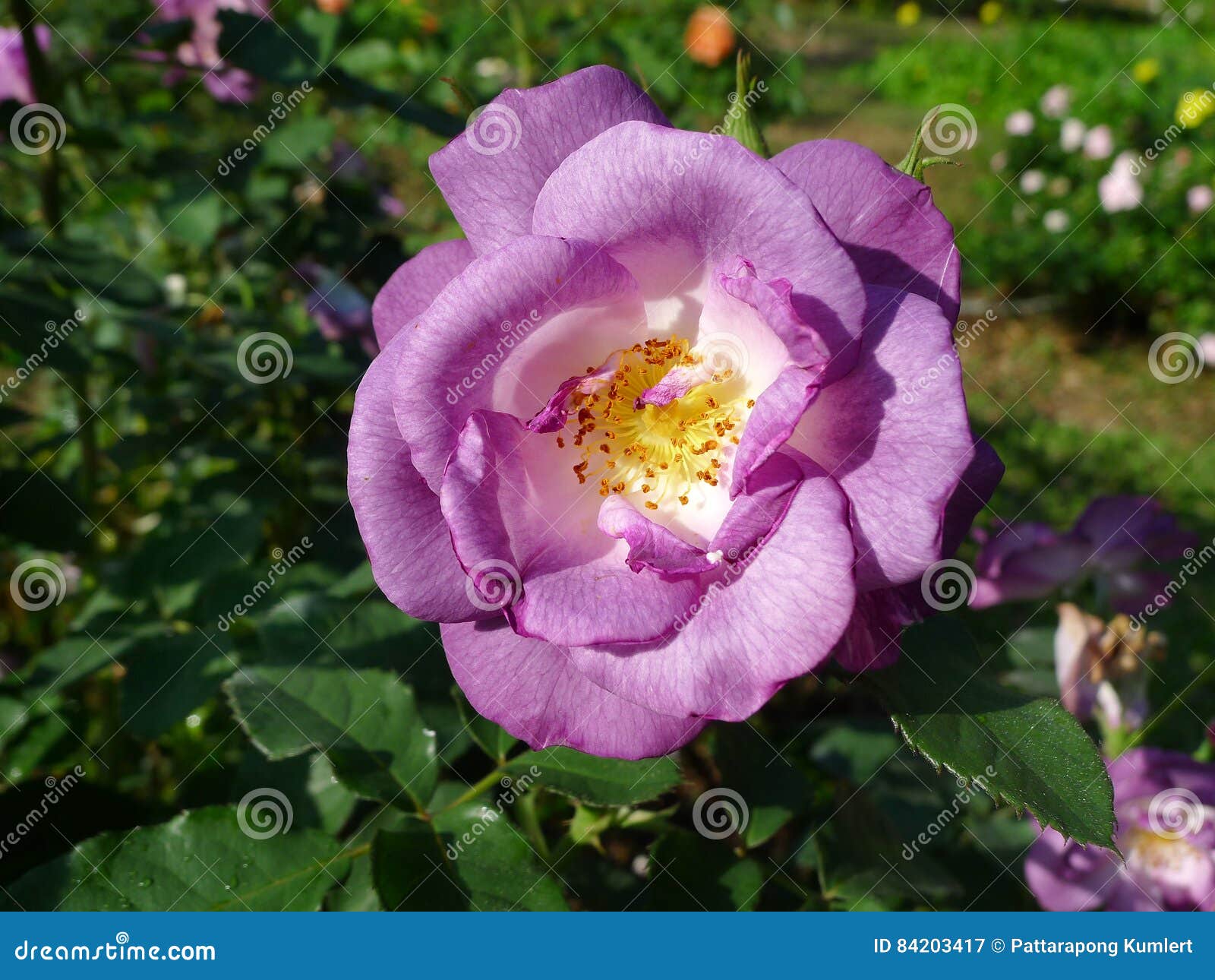 Purple Rose , Tropical Rose Garden Stock Image - Image of fresh, nature ...