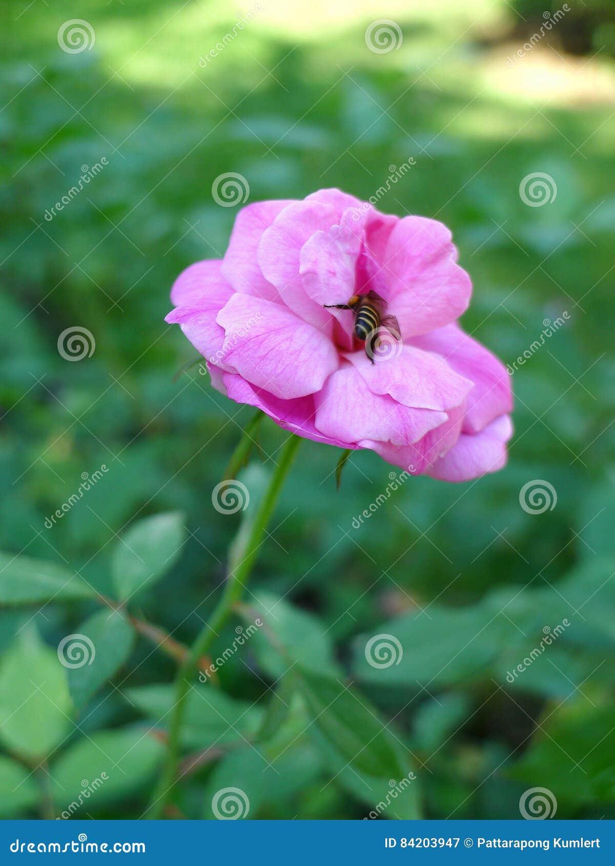 Purple Rose , Tropical Rose Garden Stock Image - Image of nature ...