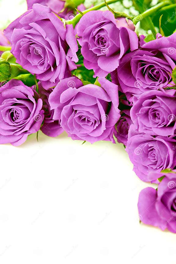 Purple roses stock image. Image of beauty, bloom, love - 12235843