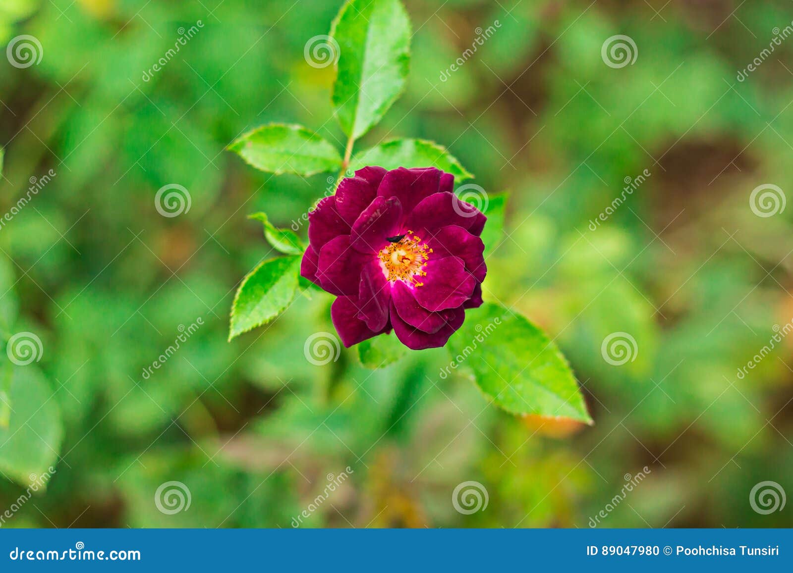 Purple Roses Beautiful and Fragrant Flowers Stock Photo - Image of ...