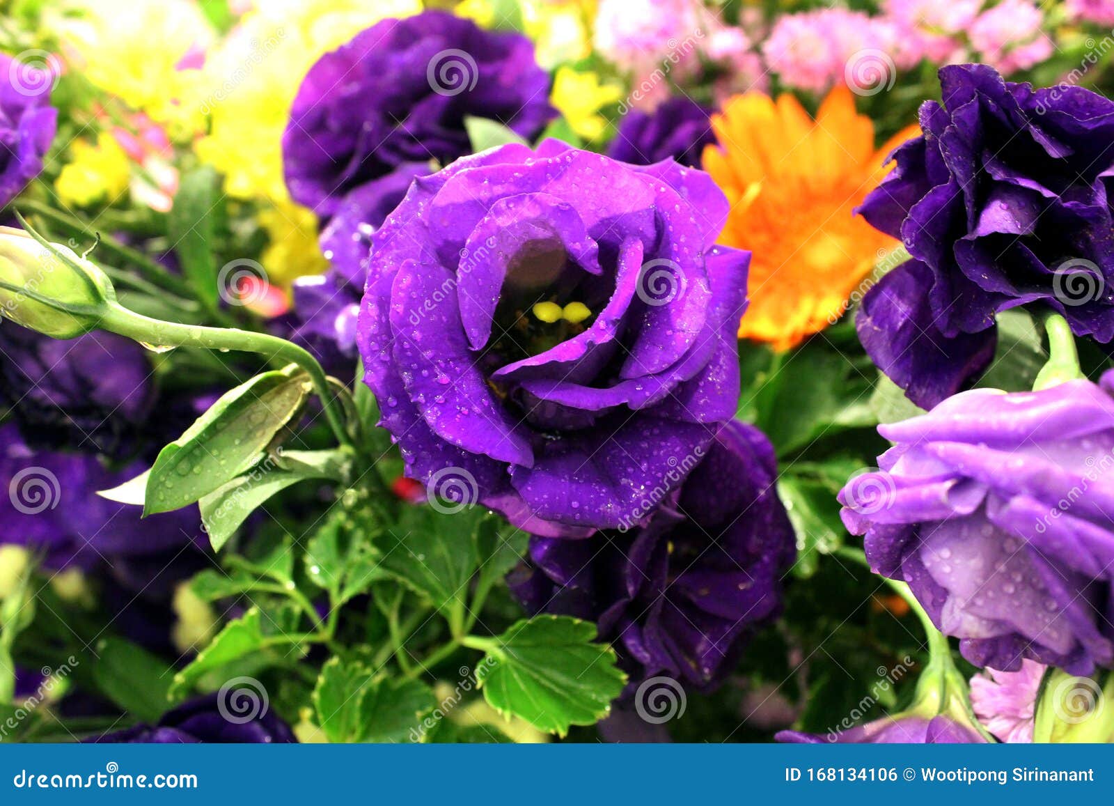 Purple roses stock photo. Image of floral, bright, garden - 168134106