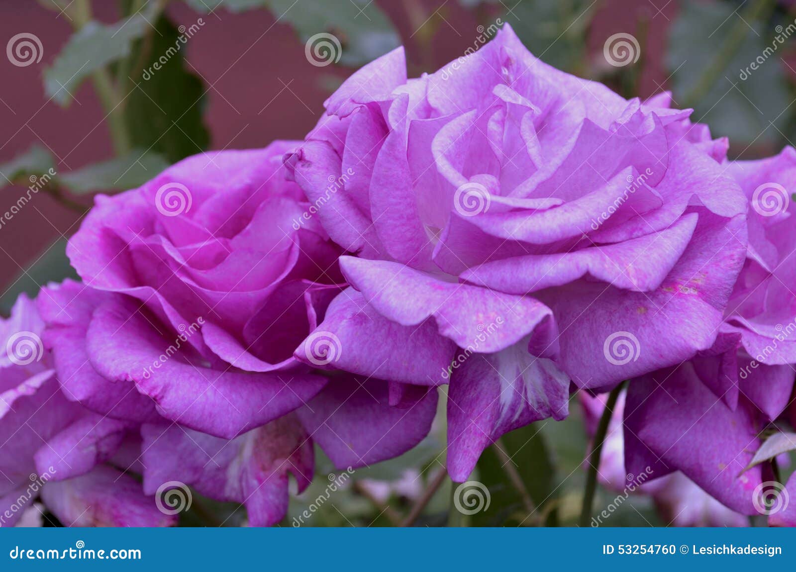 Purple roses stock photo. Image of flora, color, blooming - 53254760