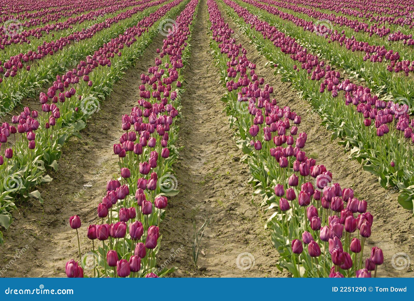 Purple Rows of Tulips stock photo. Image of valley, tulips - 2251290