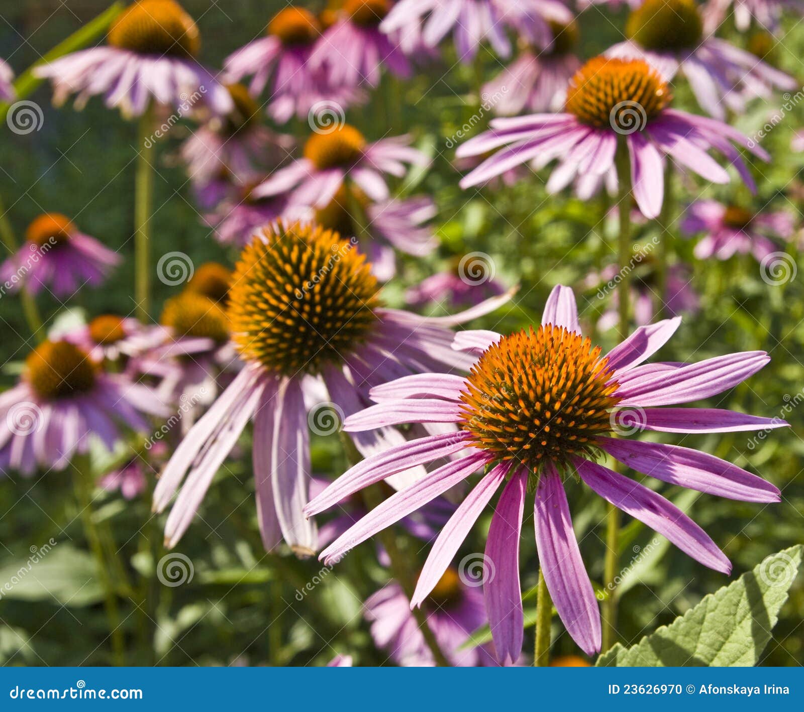 Purple rudbeckia stock photo. Image of gardening, garden - 23626970