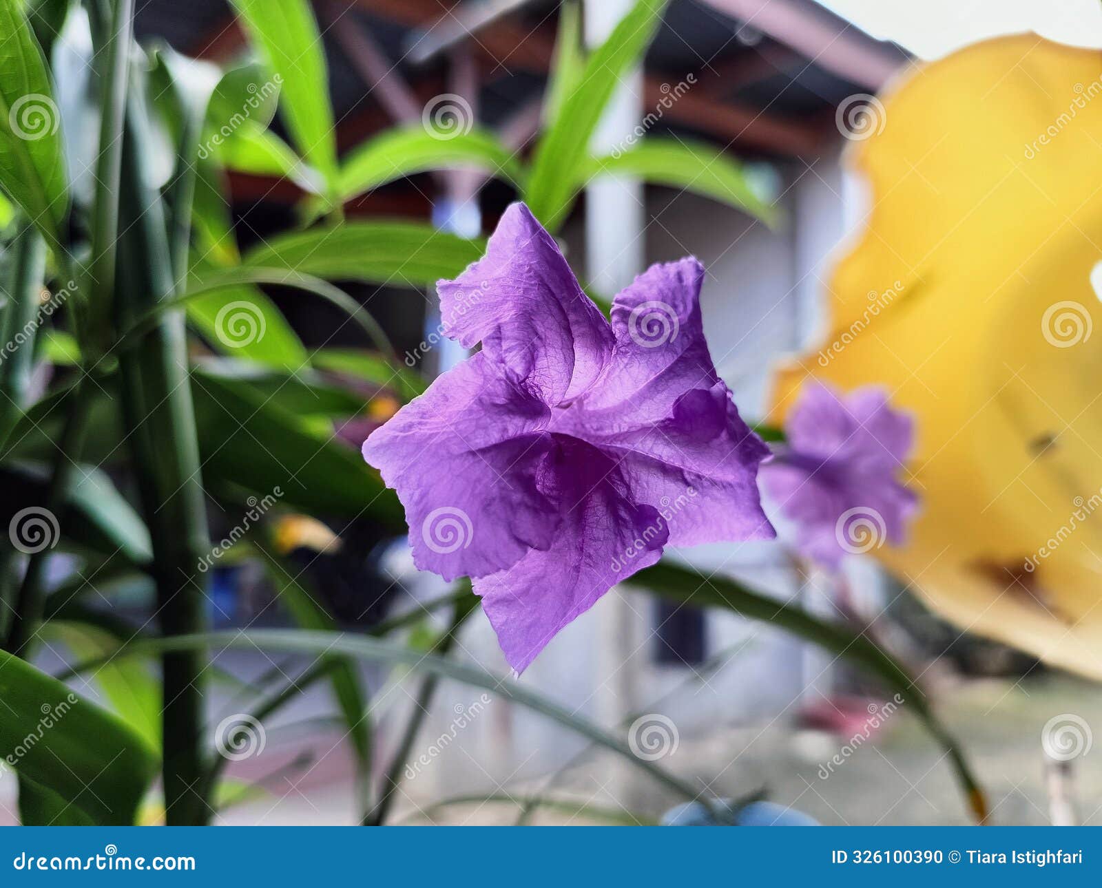 Purple ruellia simplex stock photo. Image of ruellia - 326100390