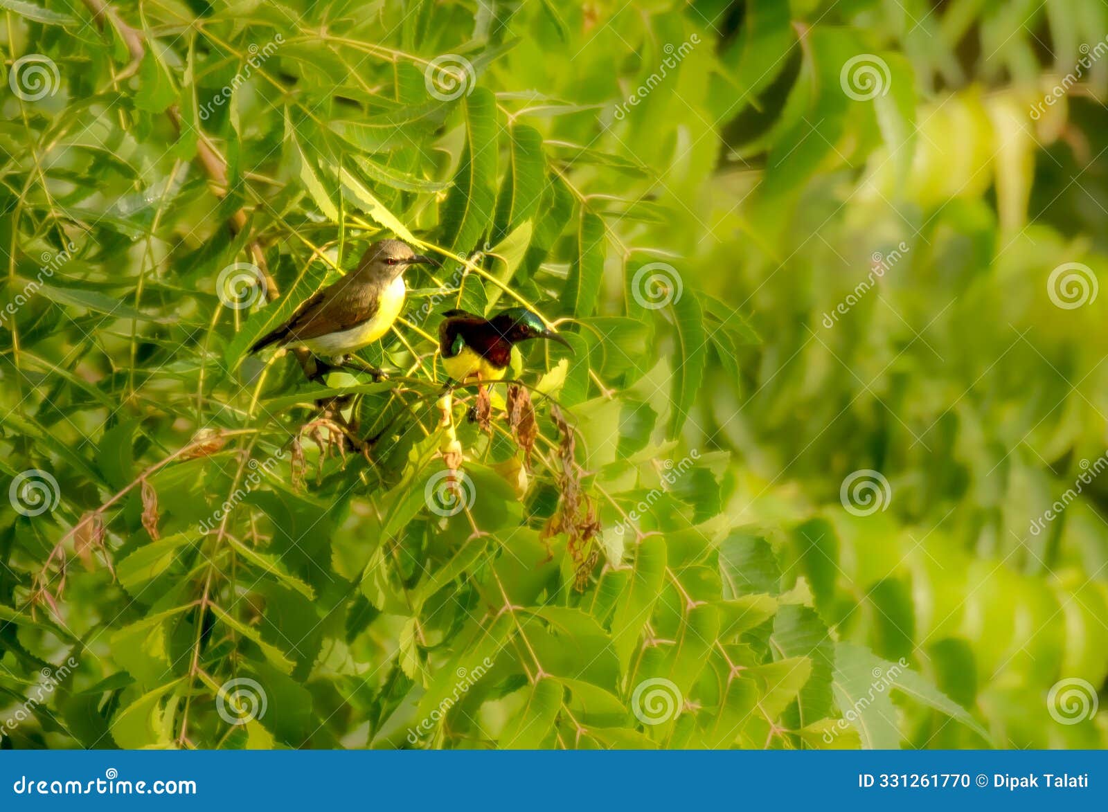 Purple Rumped Sunbird Couple on Tree Branch Stock Photo - Image of ...