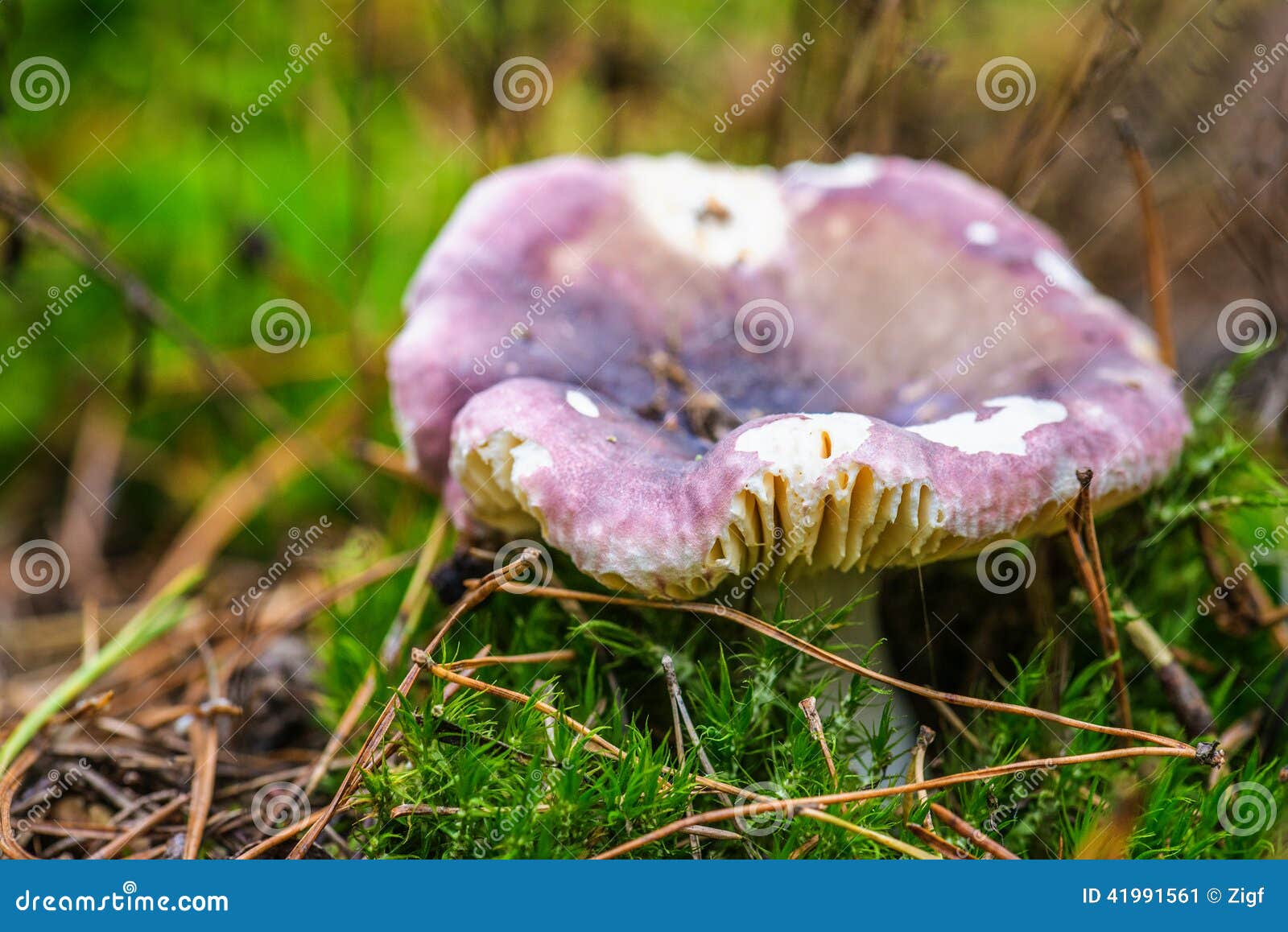 Purple Russula stock image. Image of close, closeup, grass - 41991561