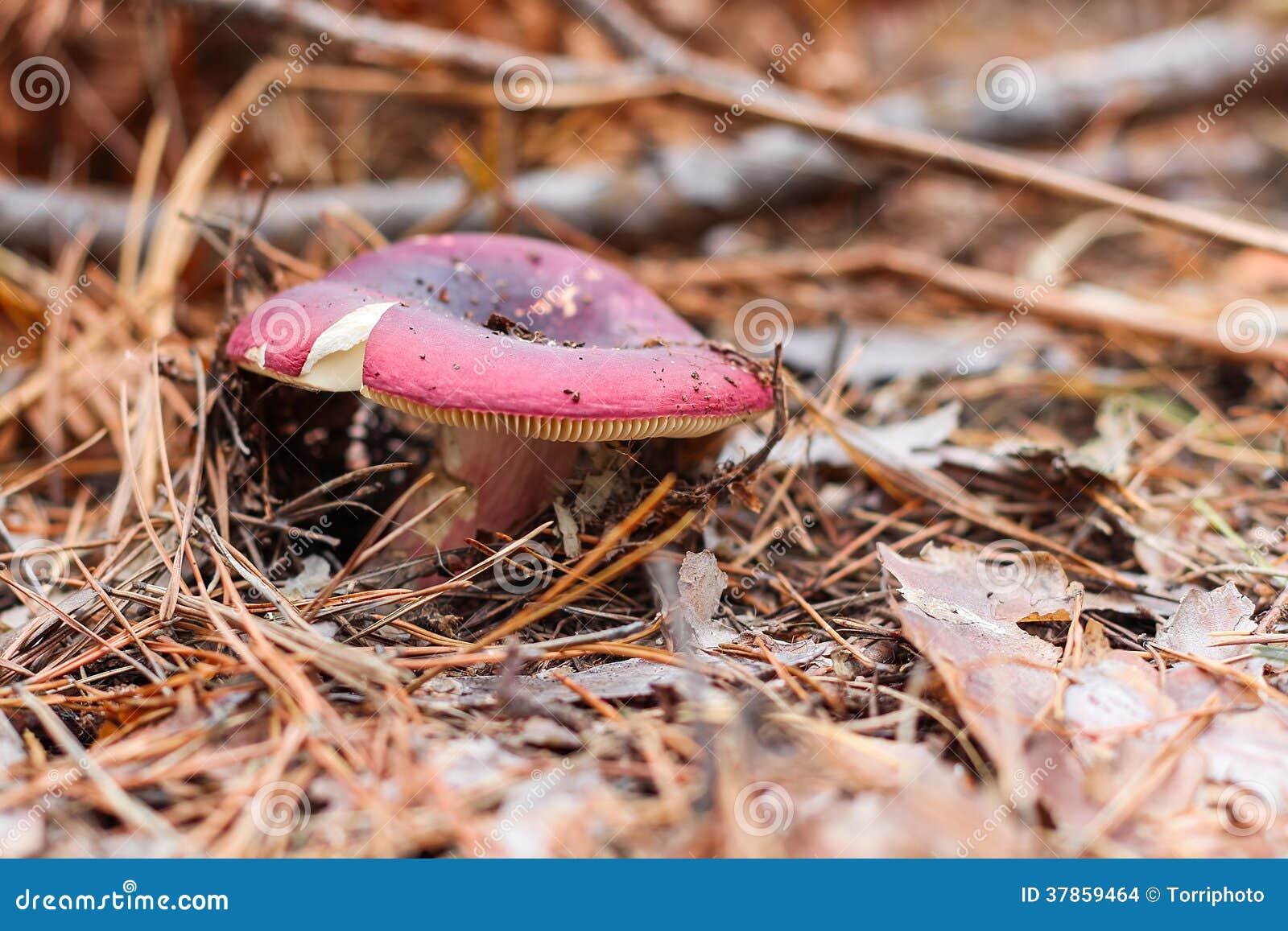 Purple russula mushroom stock photo. Image of gourmet - 37859464