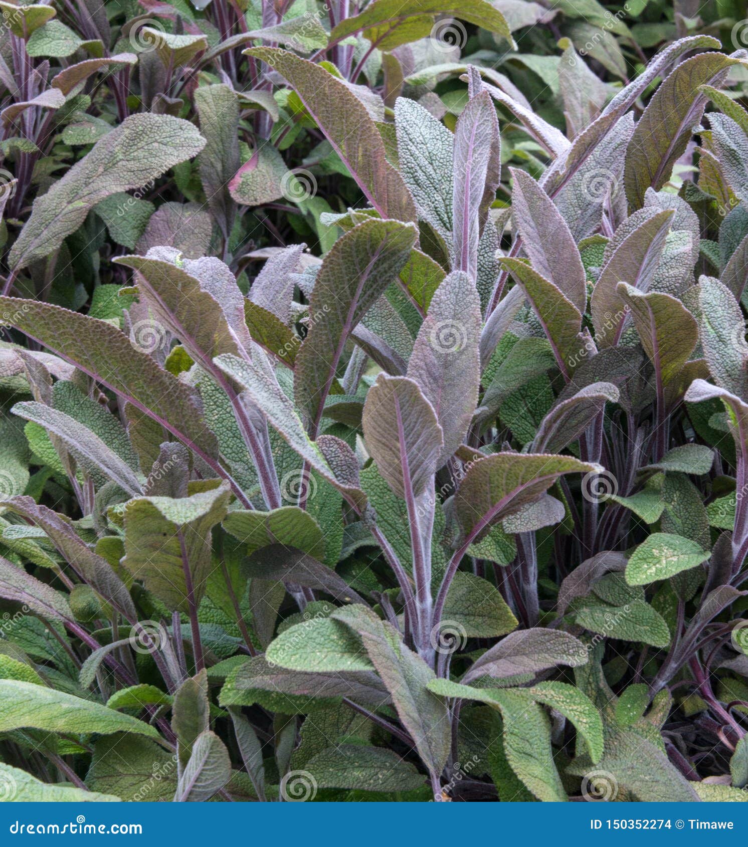 Purple Sage - Culinary Herb Stock Photo - Image of seasoning, herb ...