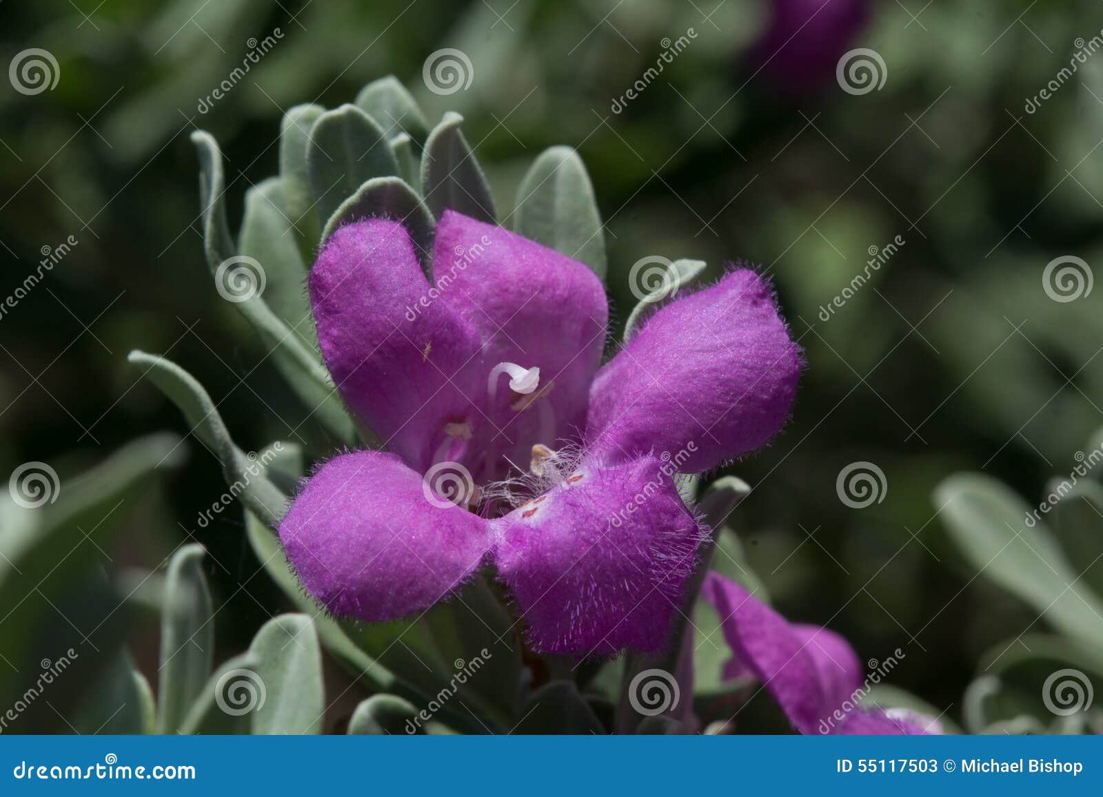 Purple Sage Flower stock image. Image of insect, bloomimg - 55117503