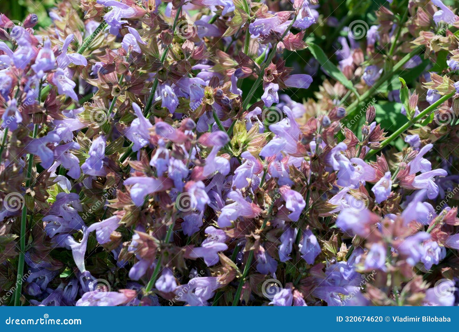 Purple Sage Flowers in Bloom Stock Photo - Image of herb, stamen: 320674620