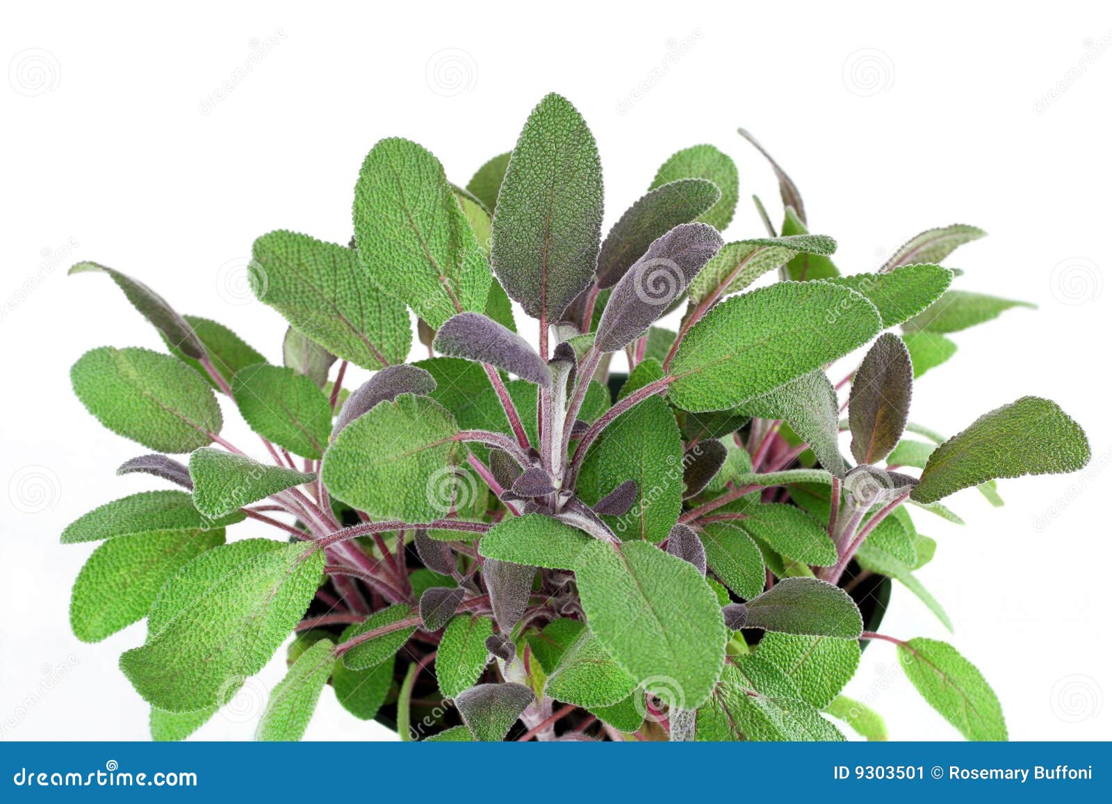 Purple Sage, Salvia With Green Background. Royalty-Free Stock ...