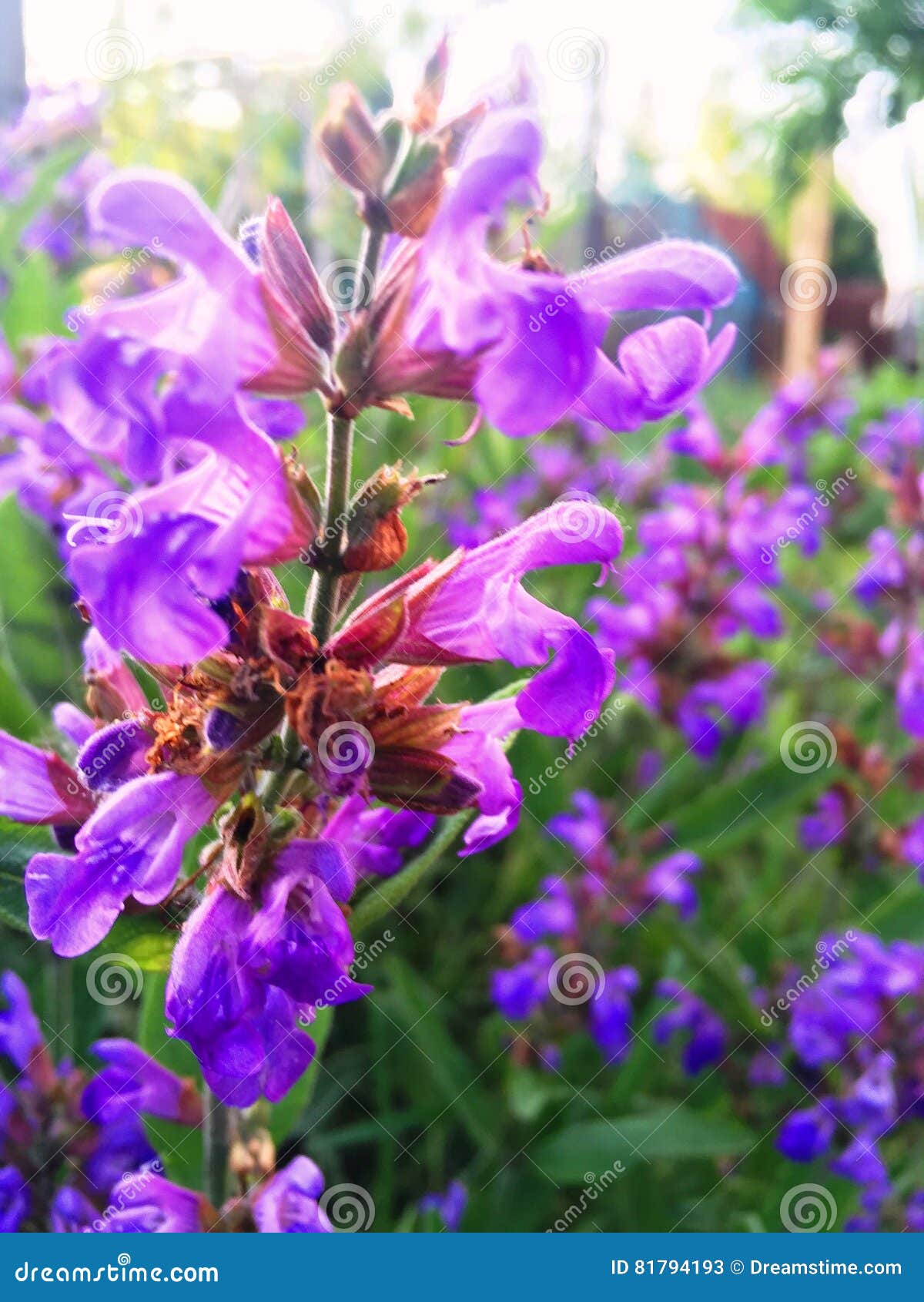 Purple Sage in Summer Sunlight Stock Image - Image of summer, salvium ...