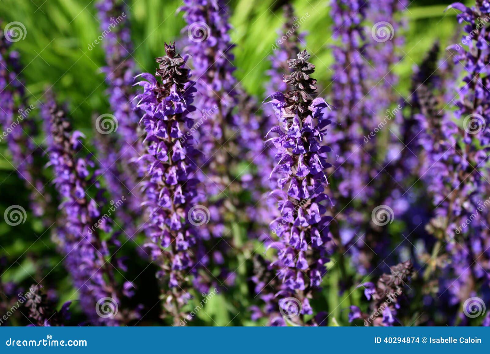 Purple sage stock photo. Image of yard, purple, flower - 40294874
