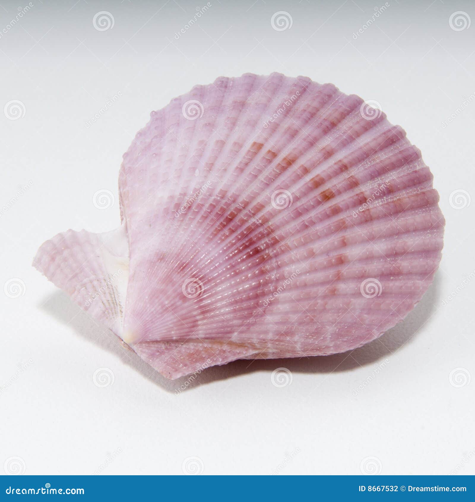 Purple Scallop Sea Shell stock photo. Image of crown, background - 8667532