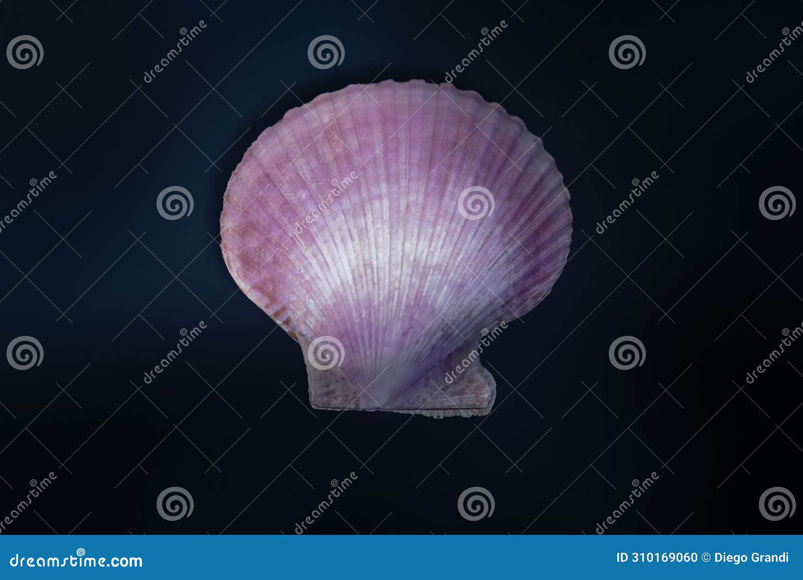 Purple Scallop Shell - Seashell Stock Photo - Image of seashell ...