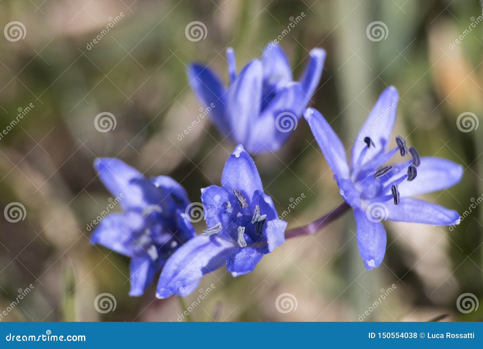 Purple Scilla Bifolia Flower Full of Details Stock Photo - Image of ...
