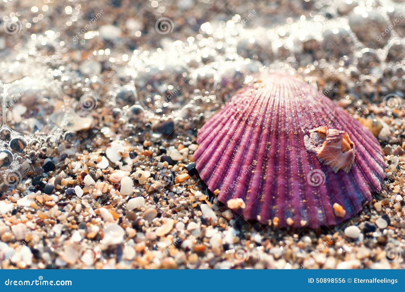 Purple sea shell stock photo. Image of conch, calm, coastline - 50898556