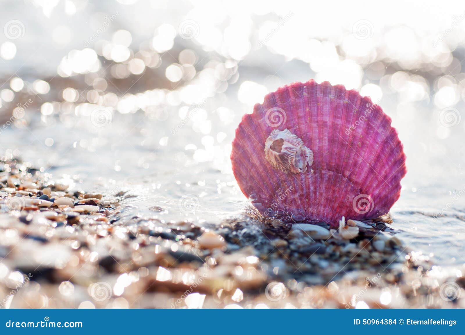 Purple sea shell stock photo. Image of object, resort - 50964384