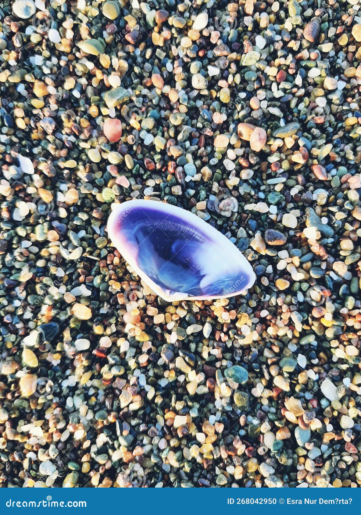 Purple sea shell stock photo. Image of leaf, invertebrate - 268042950