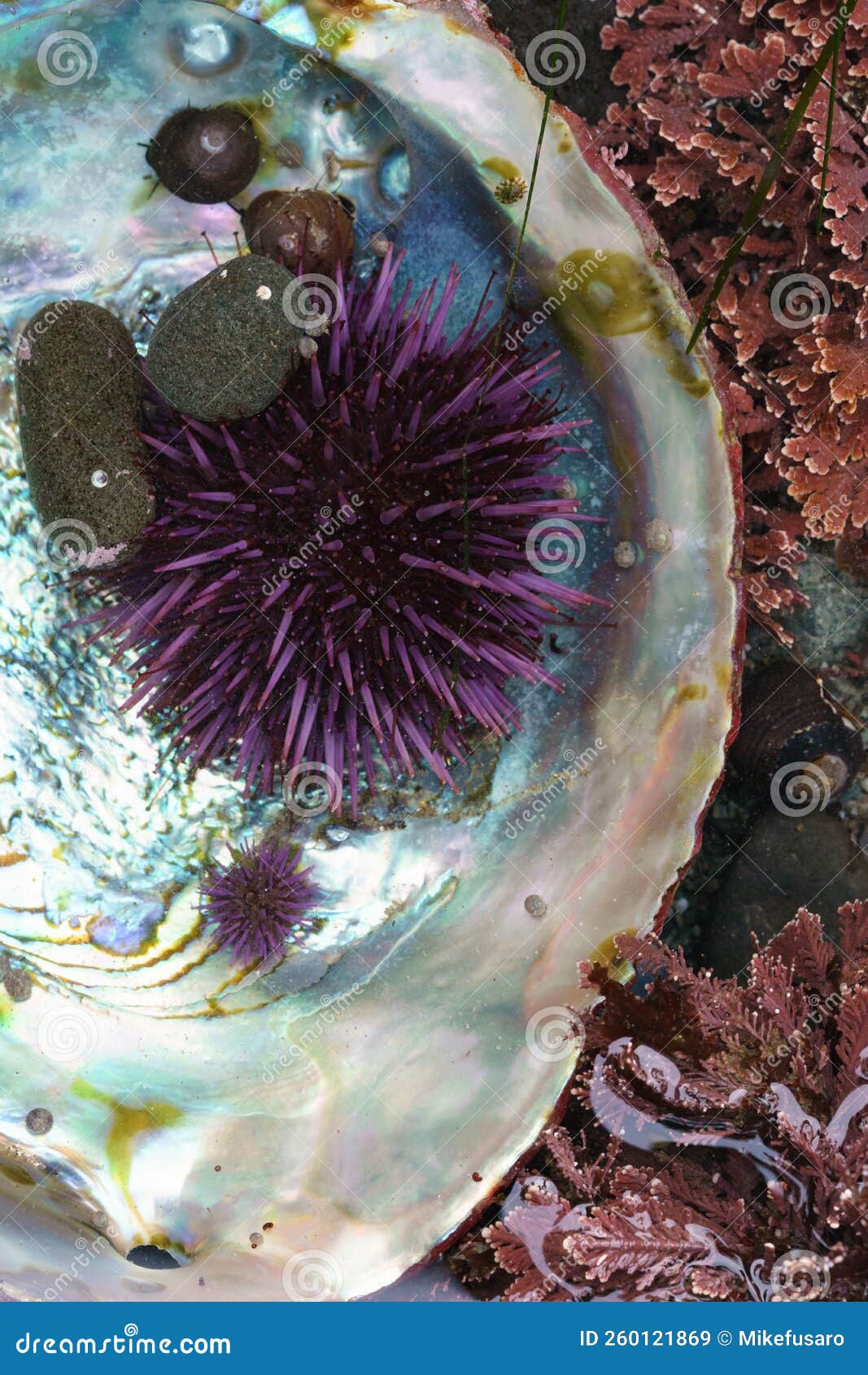 Purple sea urchins stock image. Image of invasion, group - 260121869