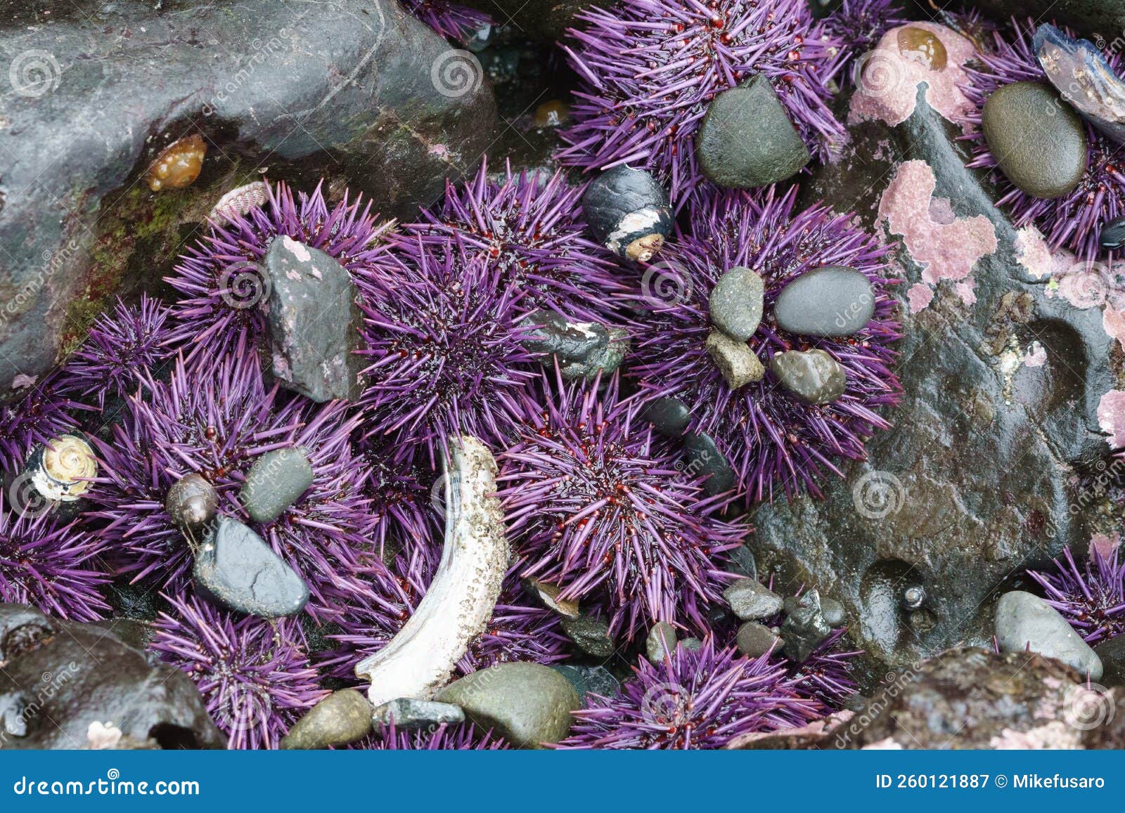 Purple sea urchins stock image. Image of shell, california - 260121887