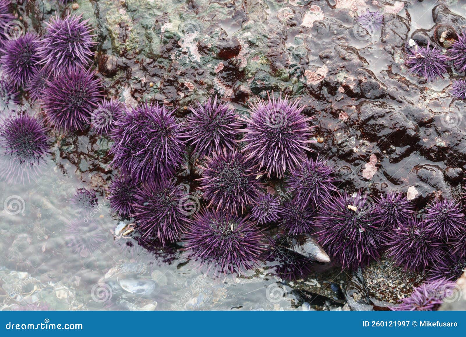 Purple sea urchins stock image. Image of shell, strongylocentrotus ...