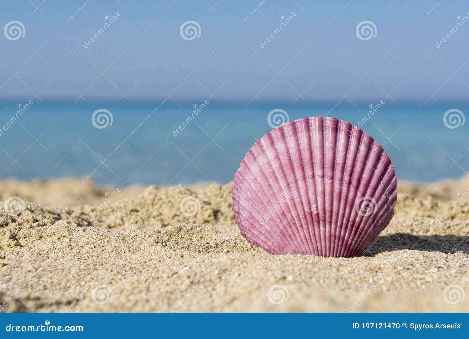 Purple Seashell on the Beach, Close Up Stock Photo - Image of ...