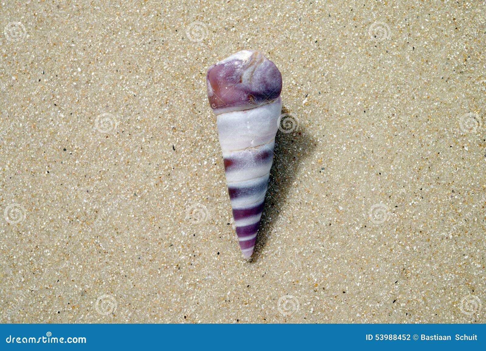 Purple seashell stock photo. Image of texture, tropical - 53988452