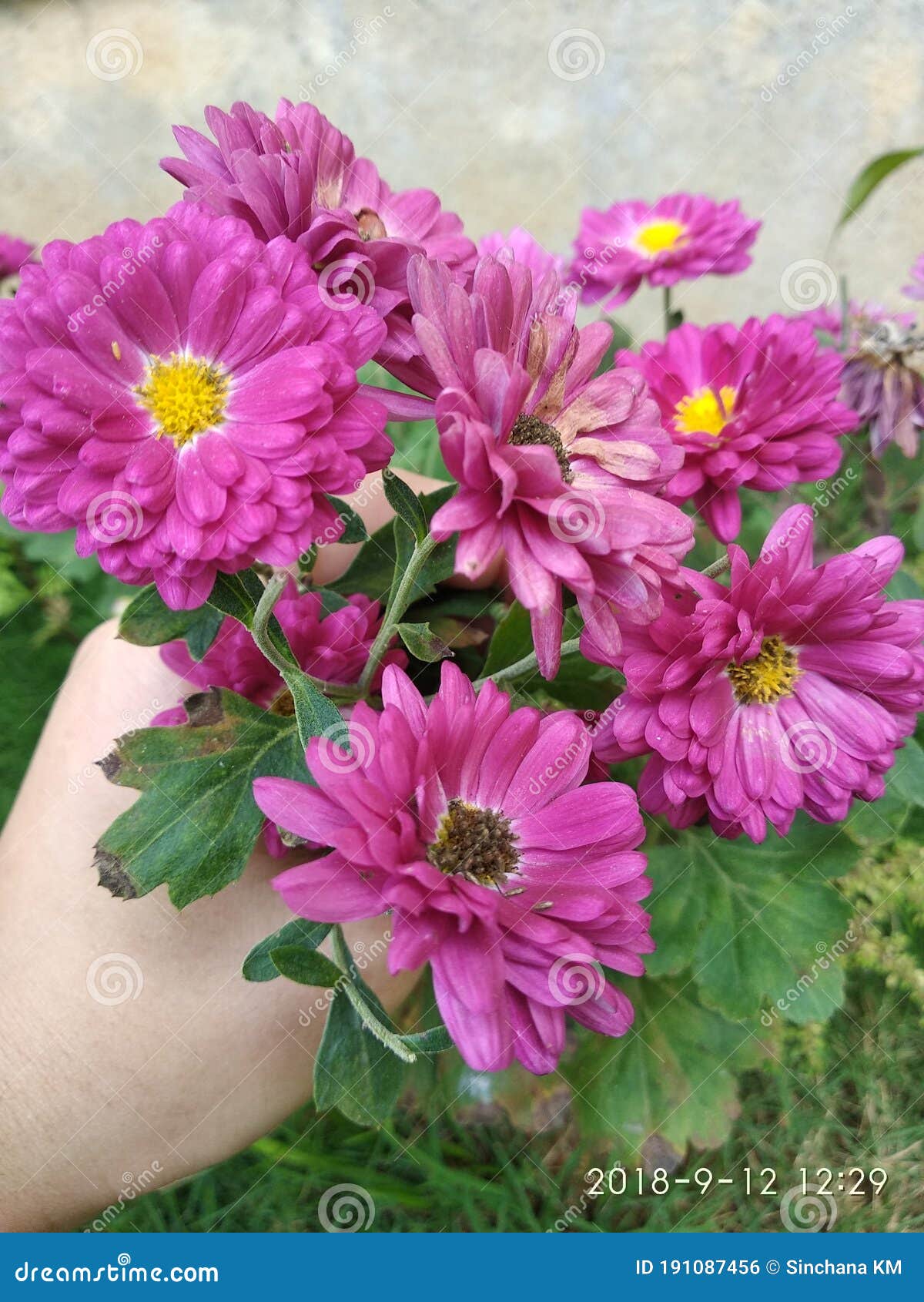 Purple Sevanthi Flowers Stock Photos - Free & Royalty-Free Stock Photos ...