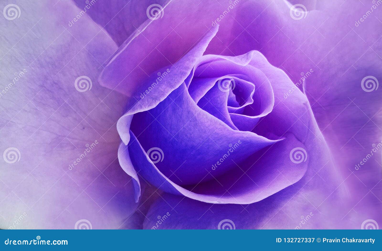 Purple shaded rose stock image. Image of stem, close - 132727337