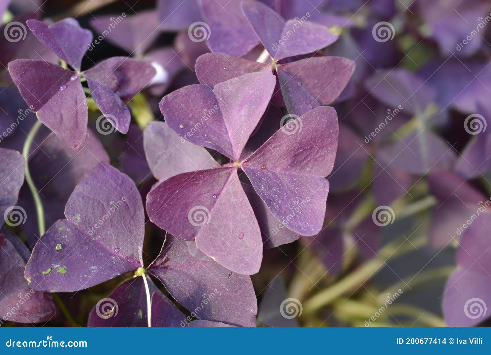 Purple shamrock Mijke stock photo. Image of shamrock - 200677414