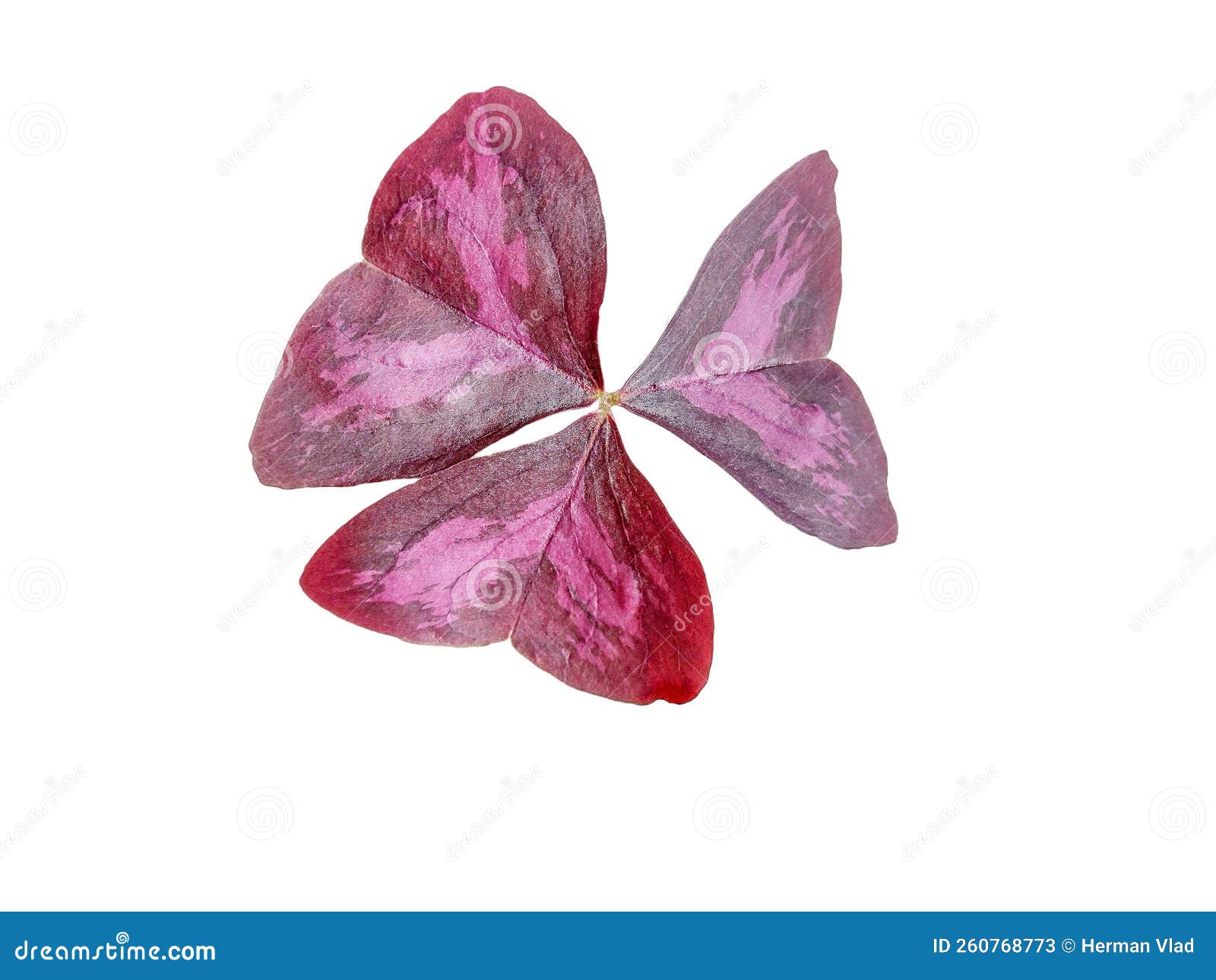 Purple Shamrock Plant Isolated on White. Oxalis Triangularis Plant ...