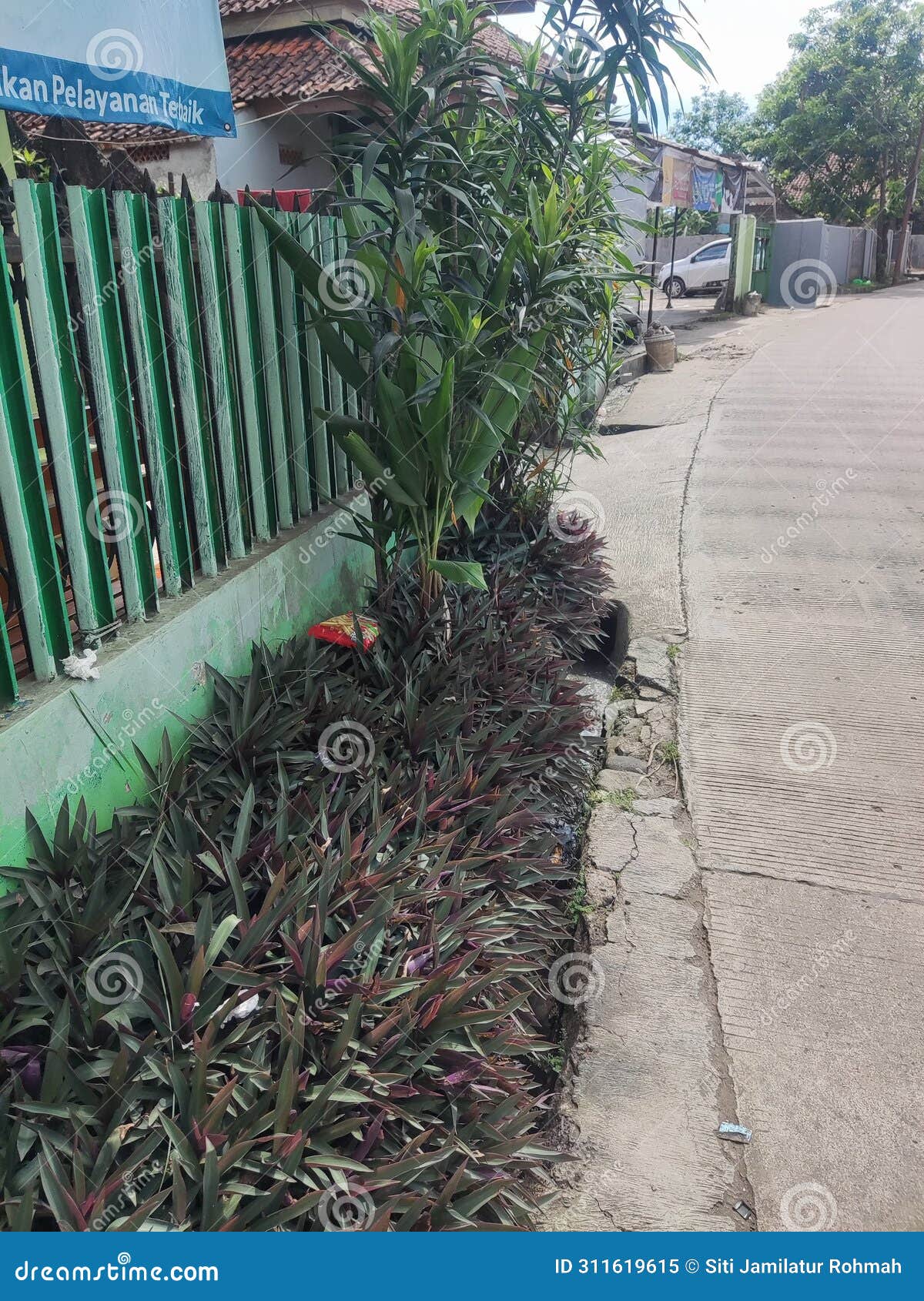 Purple Shell Pineapple Plants on the Side of the Road Editorial Image ...