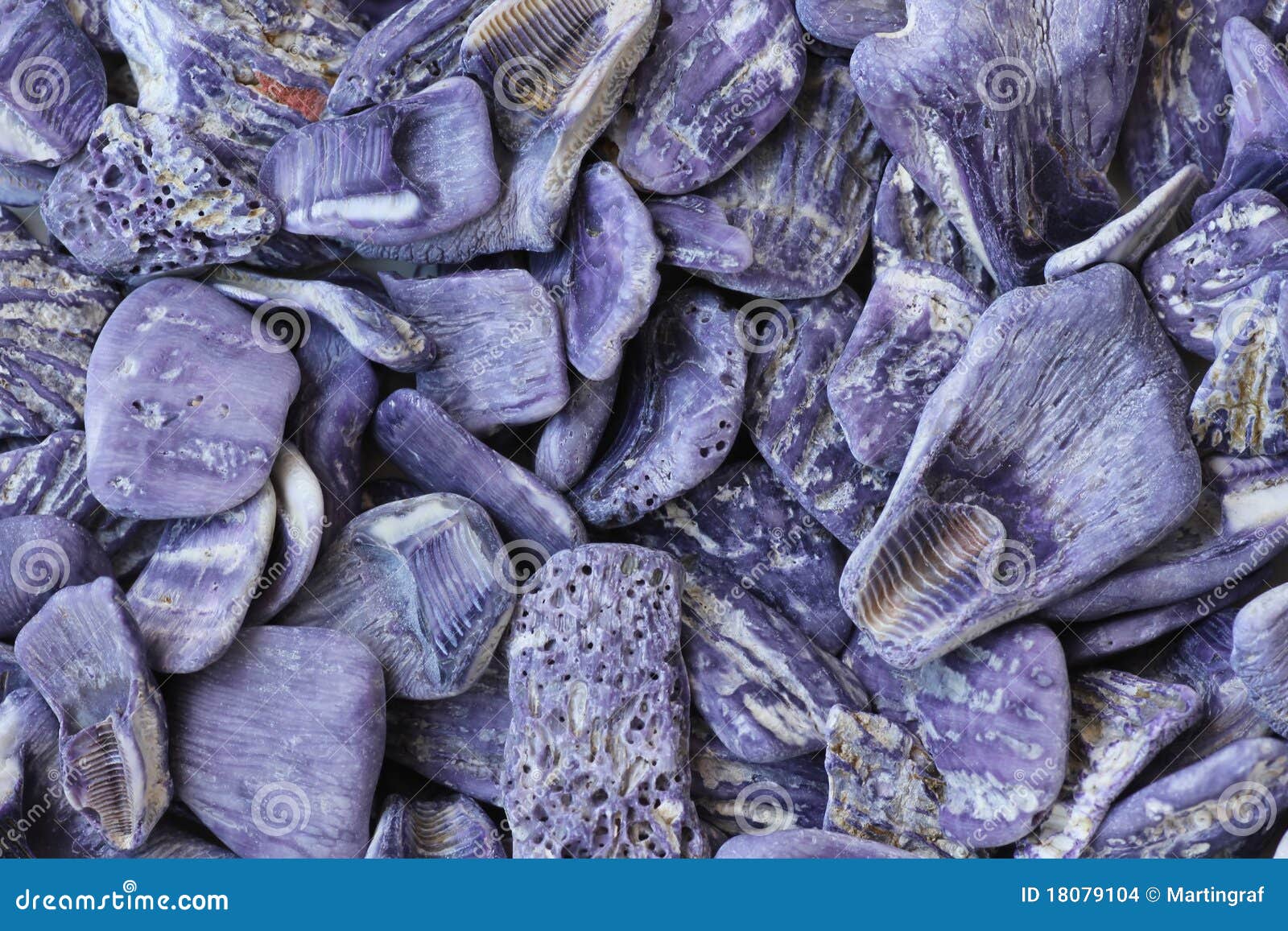 Purple shells stock photo. Image of color, pieces, bivalvia - 18079104