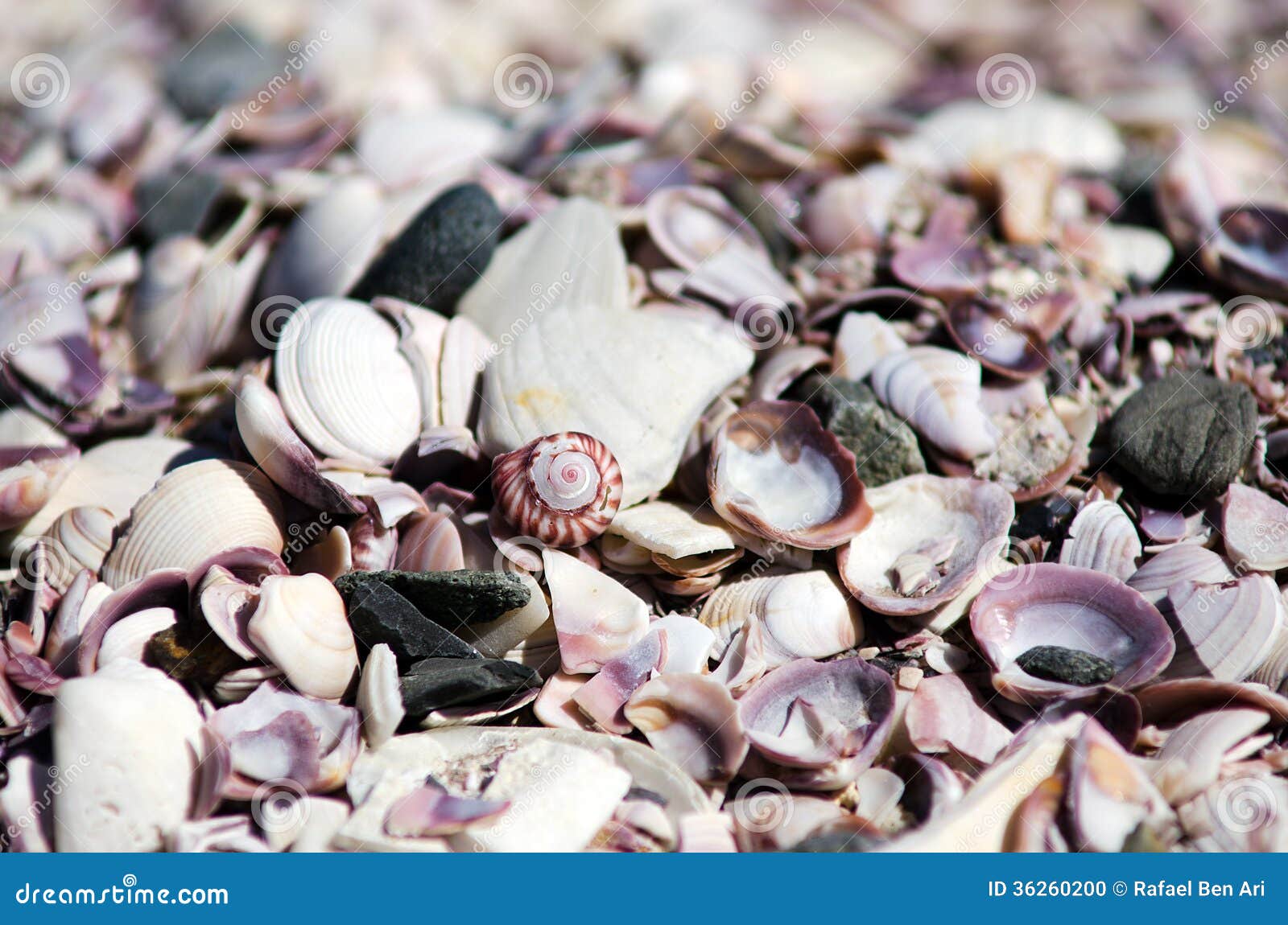 Purple shells background stock photo. Image of sand, closeup - 36260200