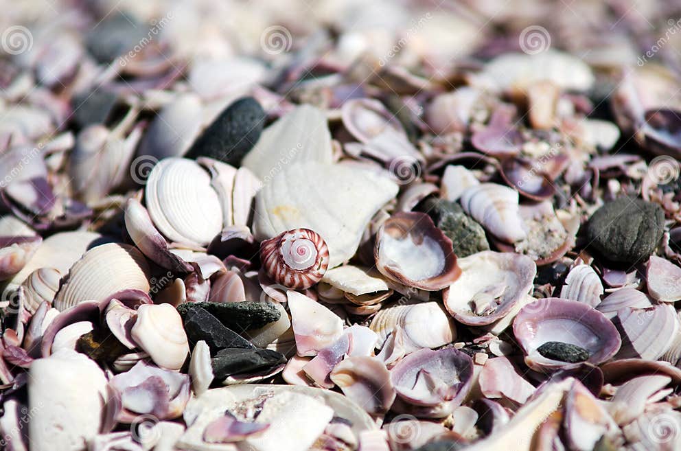 Purple shells background stock photo. Image of sand, closeup - 36260200
