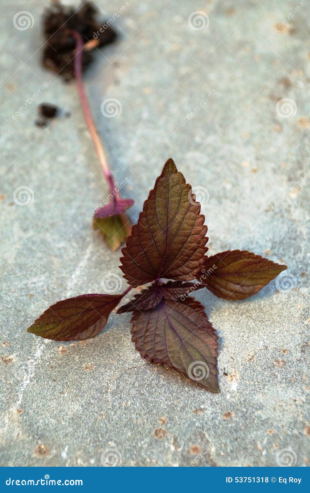 Purple Shiso Perilla Leaves with Roots Attached Stock Photo - Image of ...