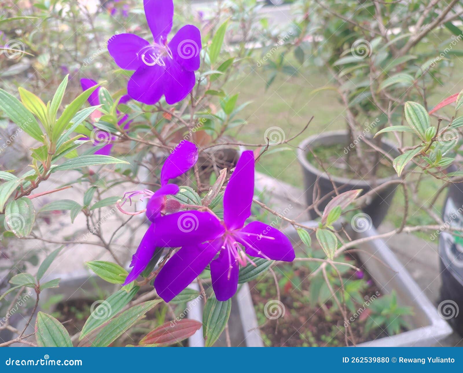 Purple Shoe Tree Flower Plant Stock Photo - Image of pink, orchid ...