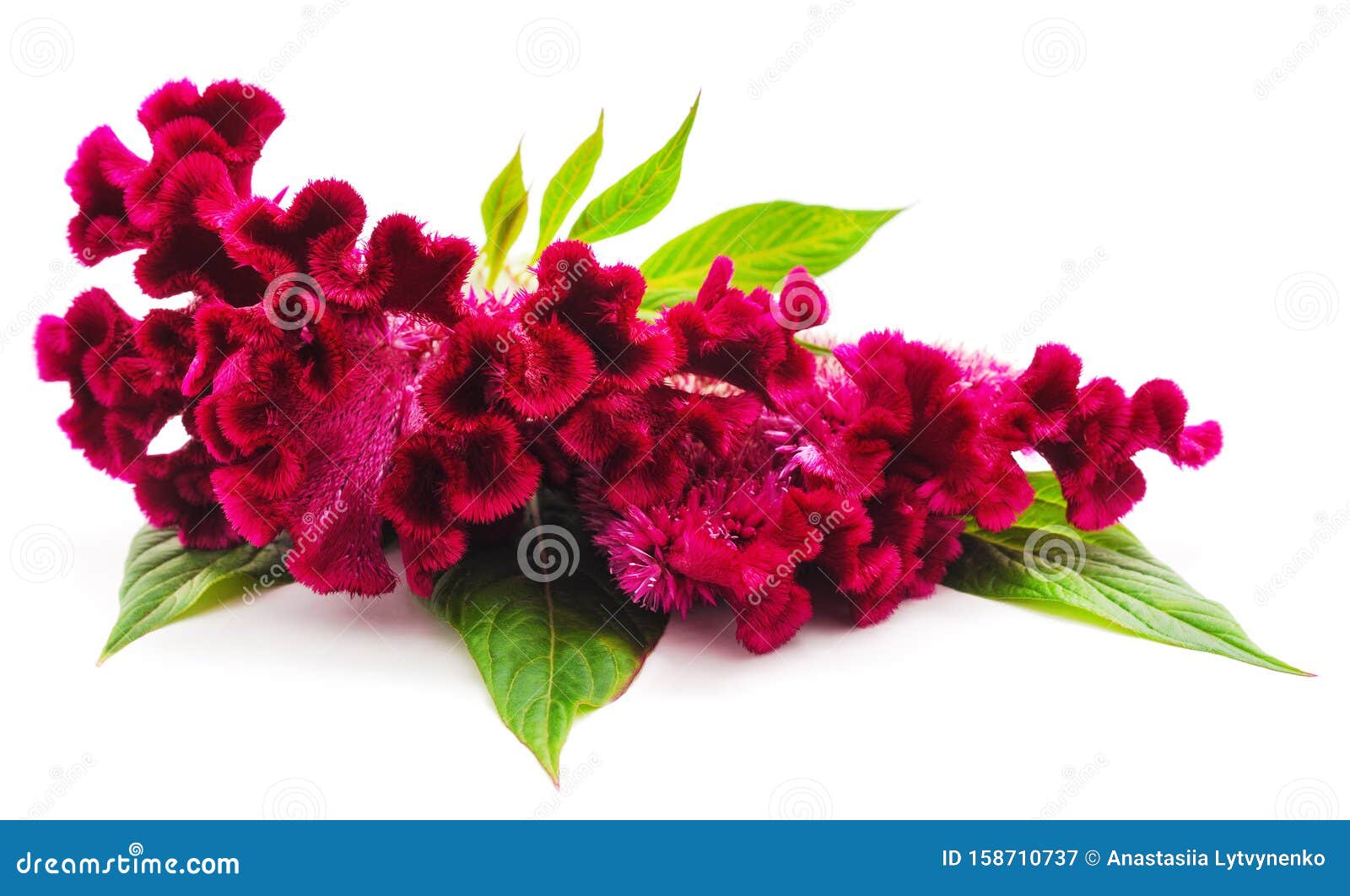 Purple one amaranth stock image. Image of garden, botany - 158710737
