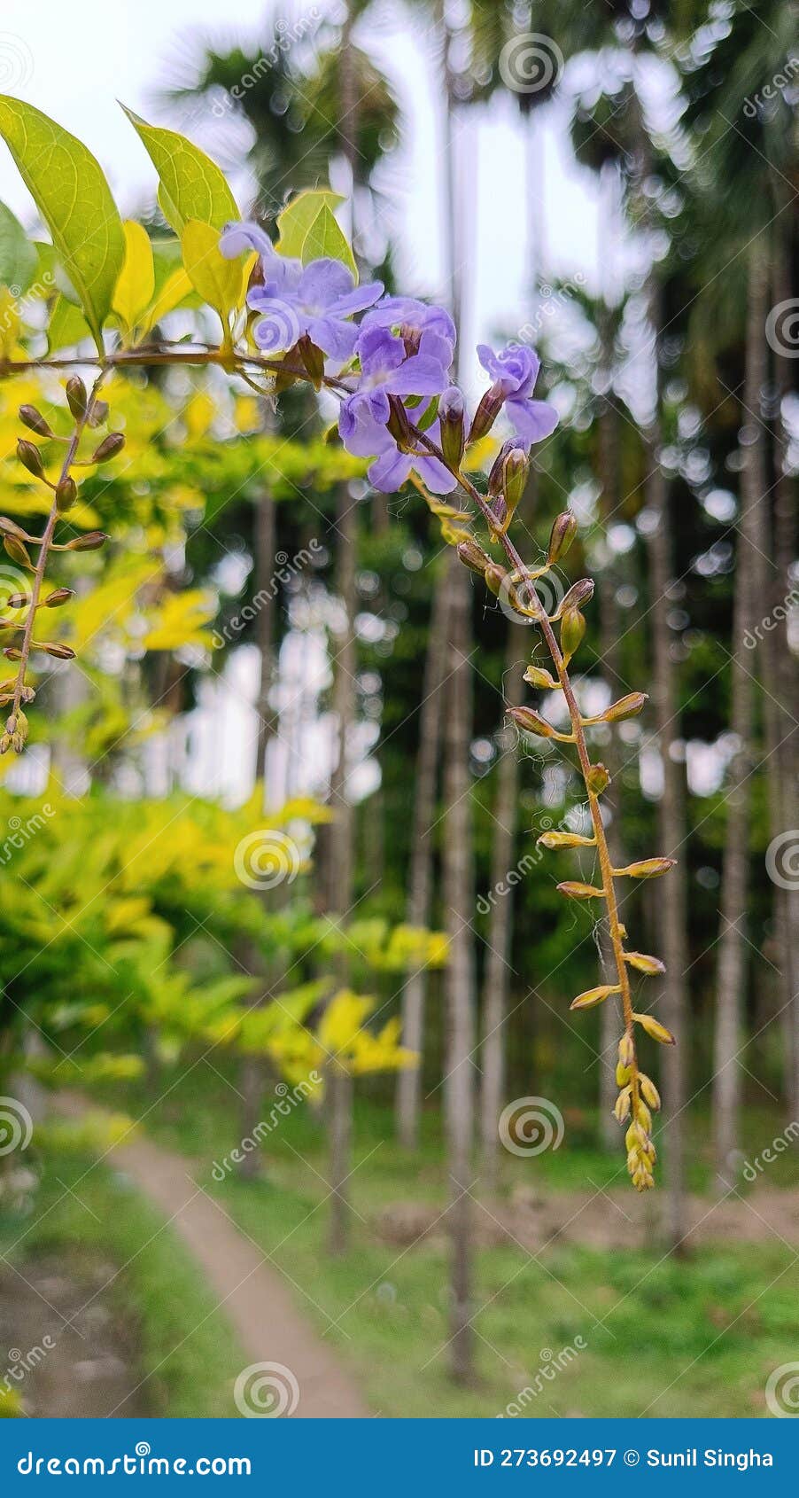 The Purple Sky Flower in Udalguri of Assam Stock Image - Image of ...
