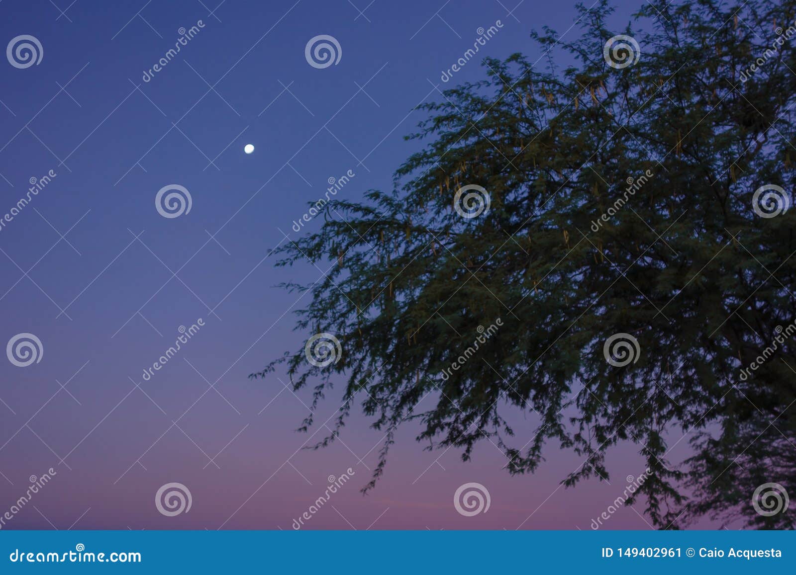 Purple sky, moon and tree stock image. Image of crescent - 149402961