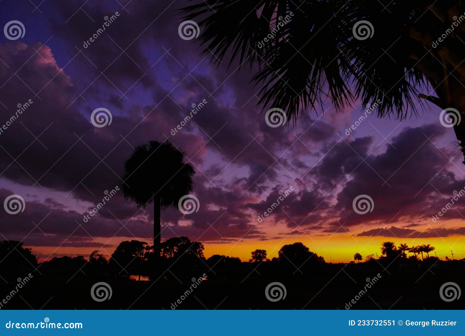Purple Sky Sunset stock image. Image of florida, palm - 233732551