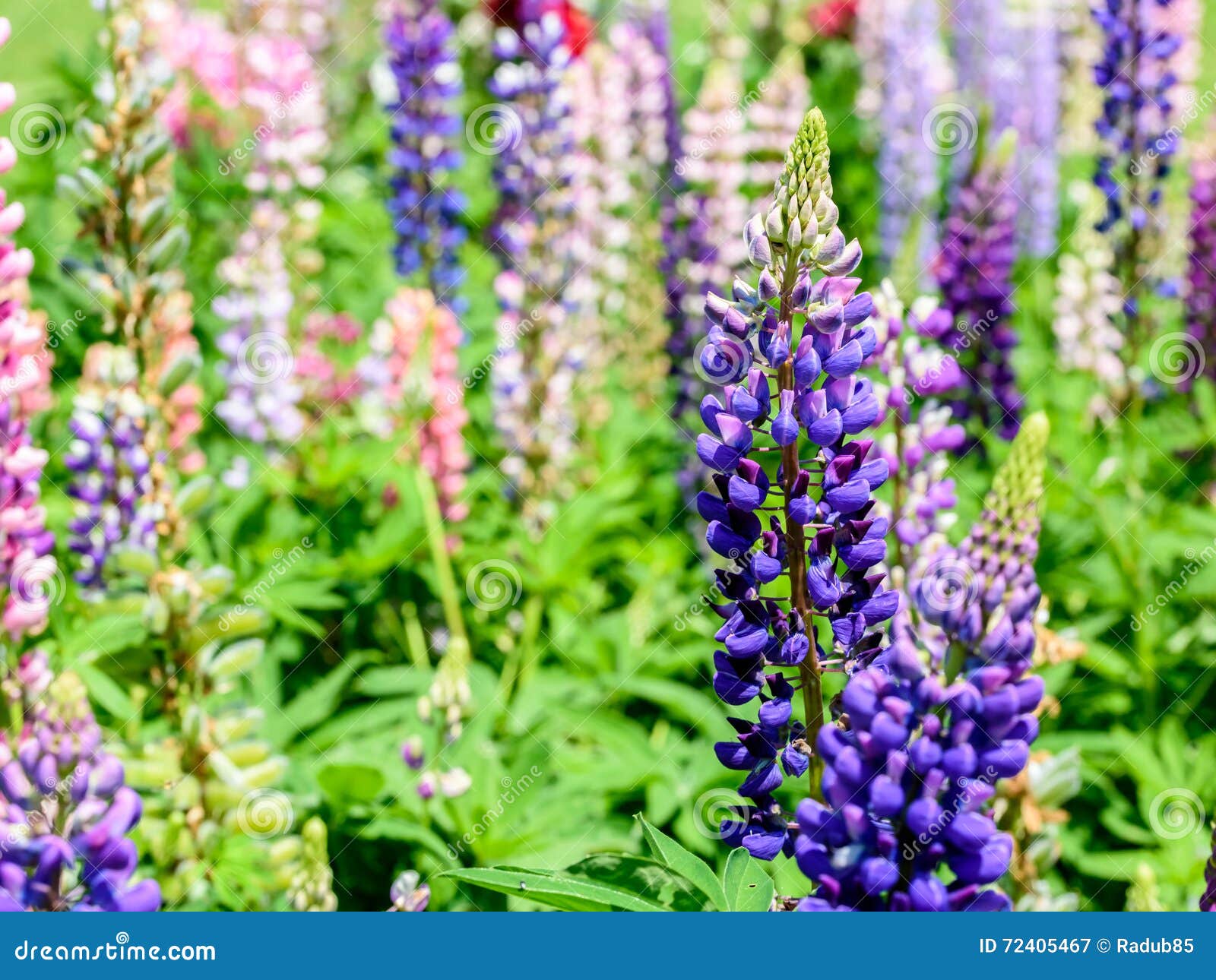 Purple Snapdragon Flower stock image. Image of dark, bright - 72405467