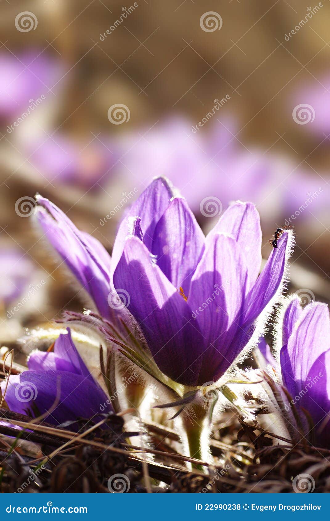 Purple snowdrops and ant stock photo. Image of springtime - 22990238